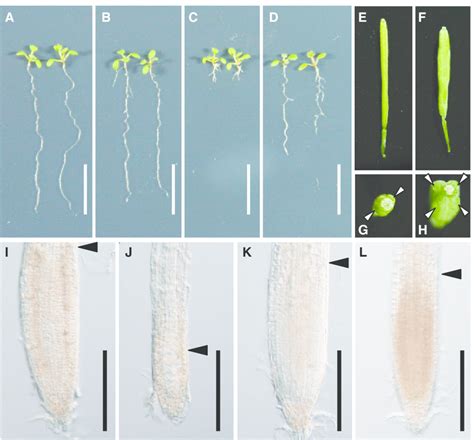 Root And Shoot Phenotypes Of The Sol2 Mutant A D Ten Day Old Download Scientific Diagram