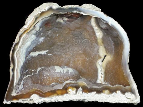 5 6 Agatized Fossil Coral Botryoidal Chalcedony Florida 56084 For Sale
