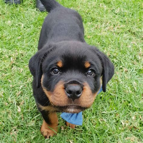 15 Photos Of Adorable Rottweiler Puppies That Make Everyones Heart