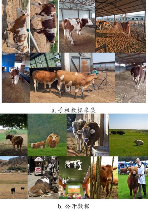 基于多模态图像信息及改进实例分割网络的肉牛体尺自动测量方法