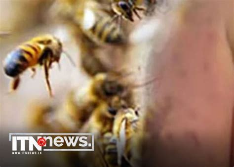 බඹර ප්‍රහාරයකින් පුද්ගලයන් දෙදෙනෙක් රෝහලේ Itn News