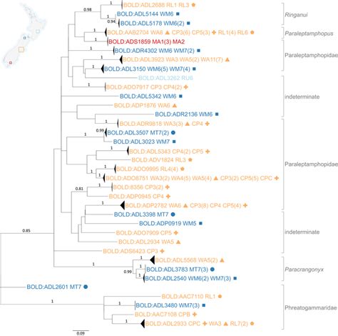 Maximum‐likelihood Tree Mega7 Gtrgi Based On Aligned And Trimmed