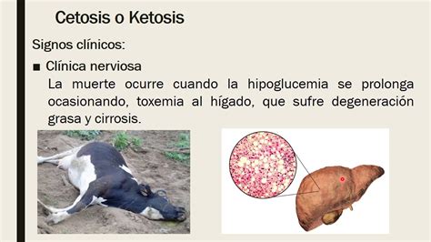Cetosis Bovina Clínica Diagnóstico Youtube