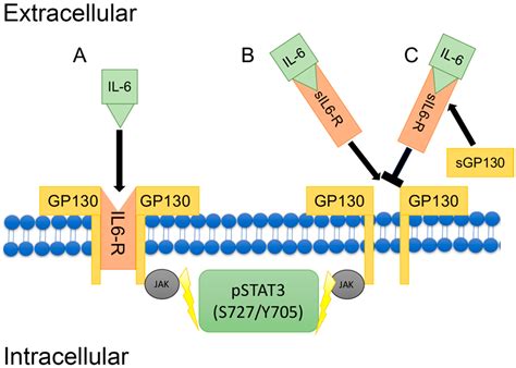 Jcdd Free Full Text Cyclic Nucleotide Directed Protein Kinases In Cardiovascular