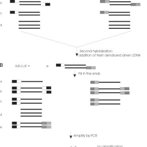 Schematic Diagram Of The Cdna Subtraction Procedure Using The Pcr