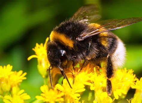 Scientists Microchip Bees To Stop Diseases And Help Farmers Earth