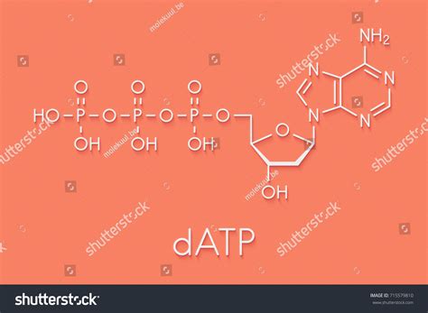 Deoxyadenosine Triphosphate Datp Nucleotide Molecule Dna Stock Illustration 715579810 Shutterstock