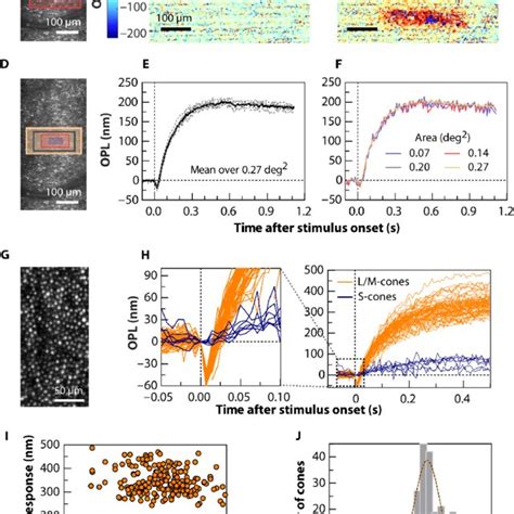 Optoretinography Reveals Functional Activity In Cone Outer Segments