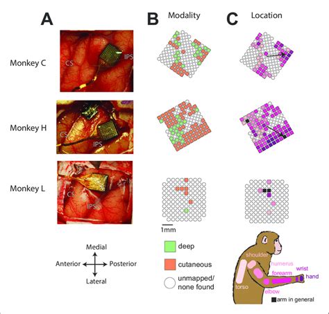 Array Locations And Receptive Field Maps From One Mapping Session For Download Scientific