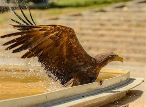 How Do Eagles Drink Water Revealing Their Techniques