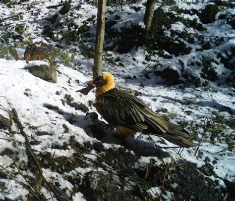 ფოტომახემ ლაგოდეხის დაცულ ტერიტორიებზე ბატკანძერი გადაიღო Knews Ge