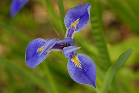 Iris Virginica Alchetron The Free Social Encyclopedia
