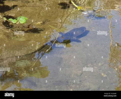 New Zealand Longfin Eel Anguilla Dieffenbachii Actinopterygii Stock