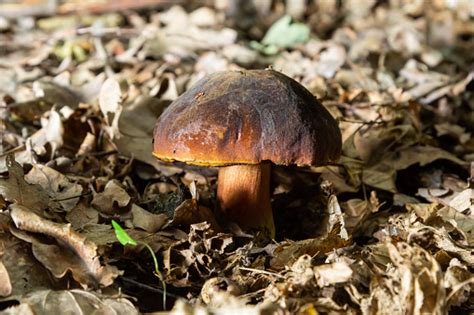 Boletus Erythopus 또는 Neoboletus Luridiformis 버섯은 가을철에 푸른 풀밭과 젖은 땅에서 자라는 숲에서 자랍니다 Boletus