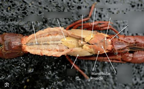 Crayfish Dissection Diagram Diagram Quizlet
