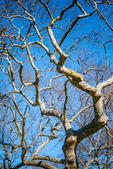 View Of Tree Branches With Sparse Leaves Against A Clear Blue Sky Stock
