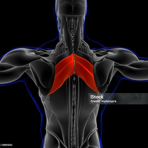 Rhomboid Anatomi Otot Utama Untuk Konsep Medis Ilustrasi 3d Foto Stok Unduh Gambar Sekarang