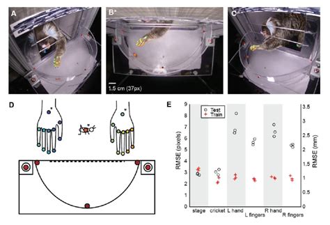 feature points and tracking accuracy in deeplabcut video analysis a c