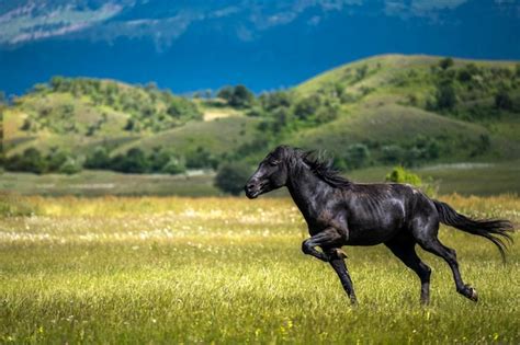 Premium Photo Black Hourse Lover