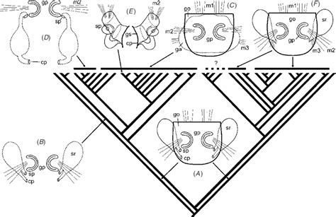 Diagramatic Representation Of New Hypothesis Of Evolutionary Trends In Download Scientific