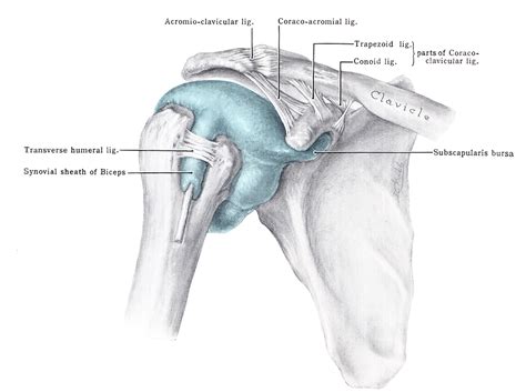 Anatomy Of Acromioclavicular Joint