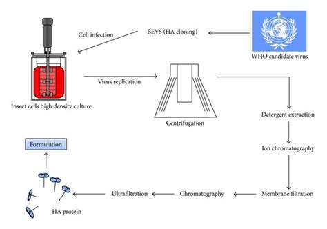 General Flowchart Of Enzyme Production Steps In Upstream Processing Schematic Flowchart Of The