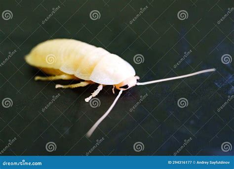 The Molting Process Of The Madagascar Cockroach On A Black Background Stock Image Image Of