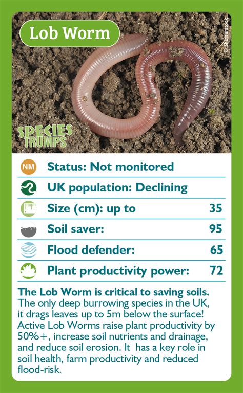 Types Of Earthworms