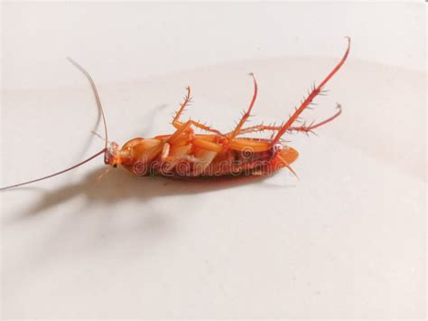 A Cockroach Upside Down On The Floor After Running Around Stock Image