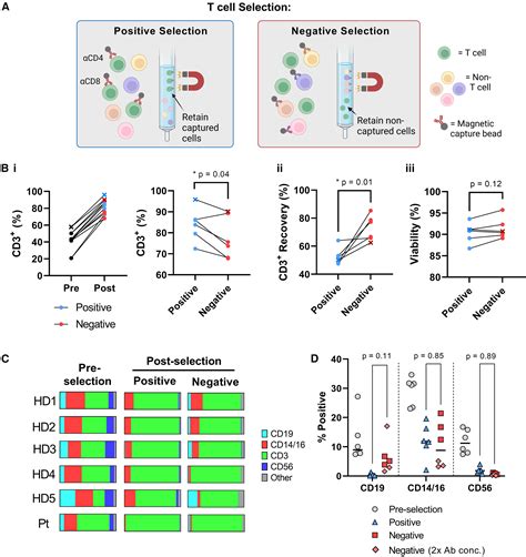 Manufacture Of Cd22 Car T Cells Following Positive Versus Negative