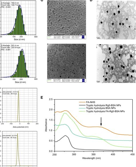 A Hydrodynamic Size Distributions B Zeta Potentials C Sem And Download Scientific
