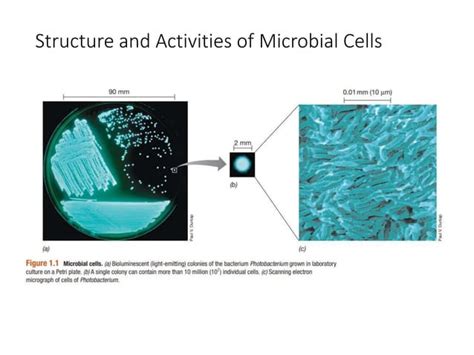 Structure Of Prokaryotes Pptx Pptx Genetics Science