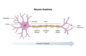 Neuron Definition Structure Types Functions Biology Notes Online