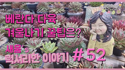 베란다 다육 겨울나기 꿀팁은 새움의 럭셔리한 다육이야기 52탄 럭셔리다육 Youtube