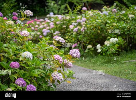 Hydrangea Macrophylla Flowering Shrubs And Bushes In The Garden Path