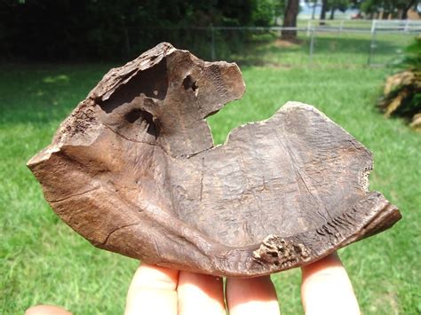 Large Section Of Extinct Giant Box Turtle Shell Recently Sold
