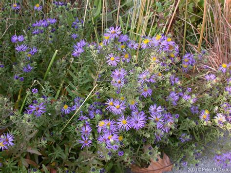 Symphyotrichum Oblonolium Blue Thumb