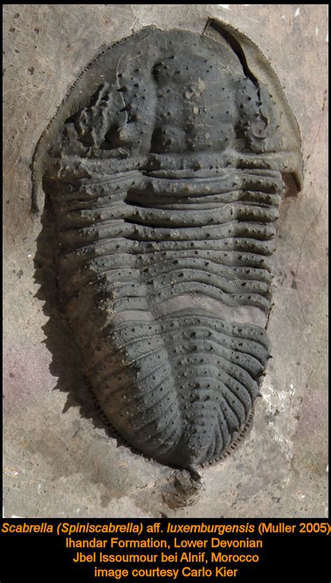 Whats New In Trilobites