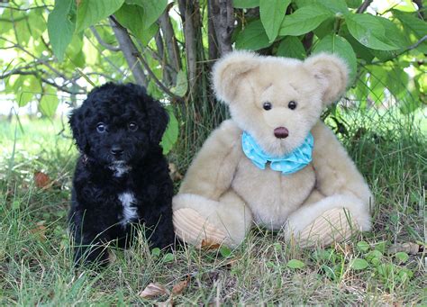 Cavapoo Colours Pleasantmeadows