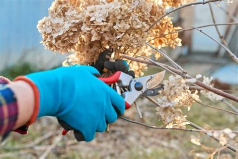 When To Prune Hydrangea Varieties A Step By Step Guide