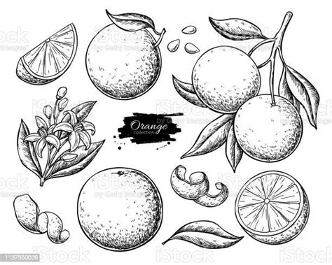 오렌지 과일 벡터 드로잉 세트입니다 여름 음식 새겨진 그림입니다 오렌지 감귤류 과일에 대한 스톡 벡터 아트 및 기타 이미지 오렌지 감귤류 과일 일러스트레이션 과일