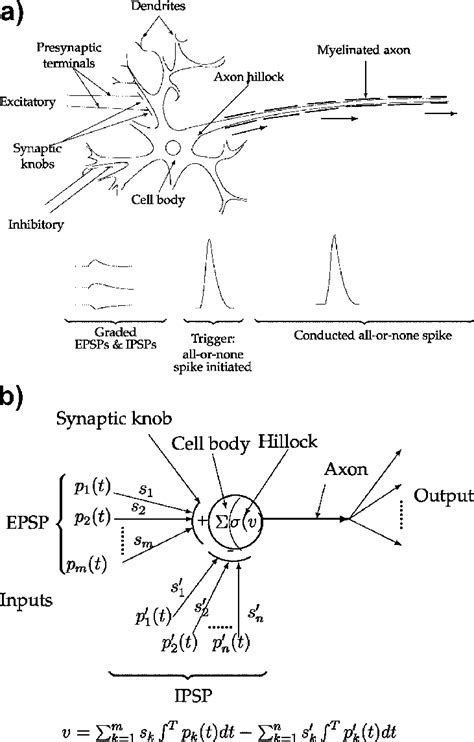 A B Physiological A And Mathematical B Models Of A Neuron Epsp Download Scientific