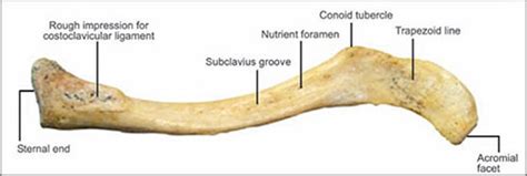 Clavicle Conoid Tubercle