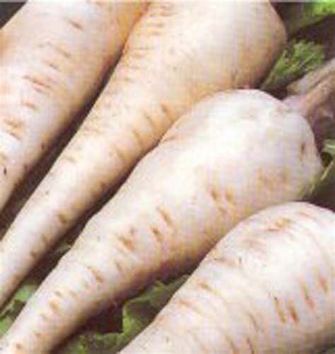 Parsnip Harris Model Great Heirloom Vegetable 3000 Seeds