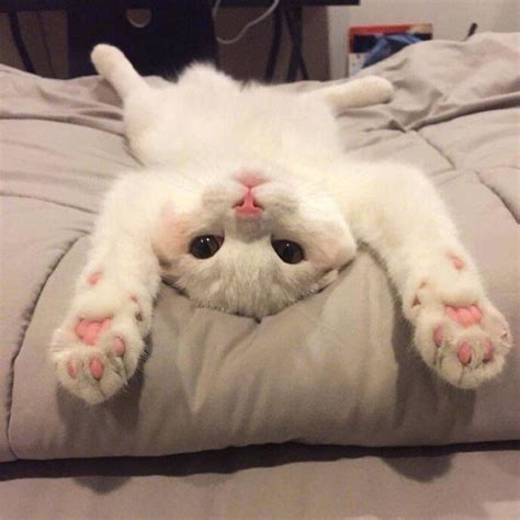 Psbattle This Cat In A Weird Position On A Bed R Photoshopbattles