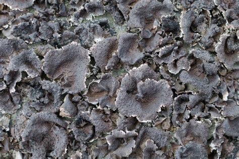 Background Of Dry Lichen Stock Image Image Of Color 94599137