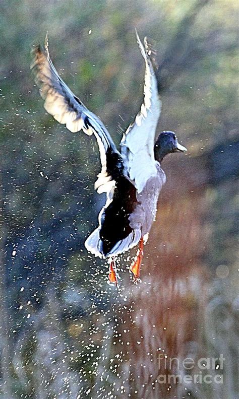 Heavenly Flight Photograph by Elizabeth Winter | Fine Art America