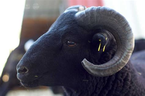 Sheep Labeled Image Dataset Images Cv