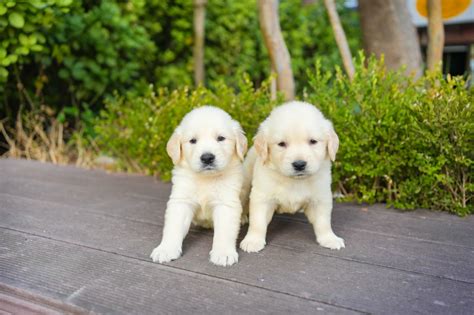 골든리트리버분양 사랑스러운 애기 강아지 비비 골든리트리버분양 라브라도리트리버분양 보더콜리분양 도베르만분양 사모예드분양 올드잉글리쉬쉽독분양 시베리안허스키분양 말라뮤트분양