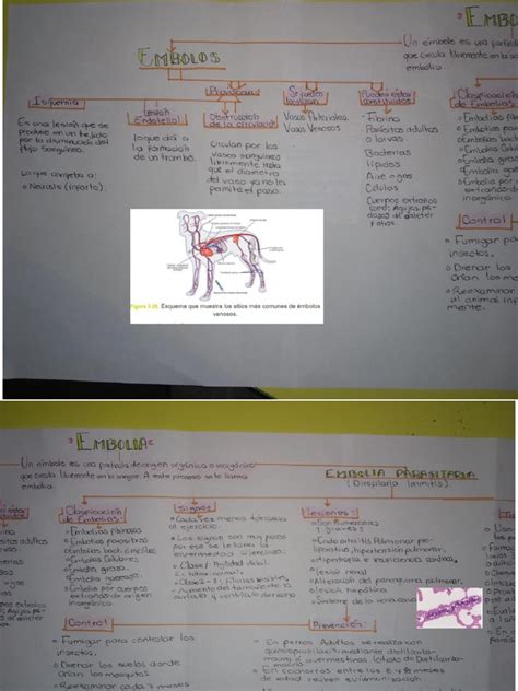 Mapa Conceptual Embolia Pdf Pdf